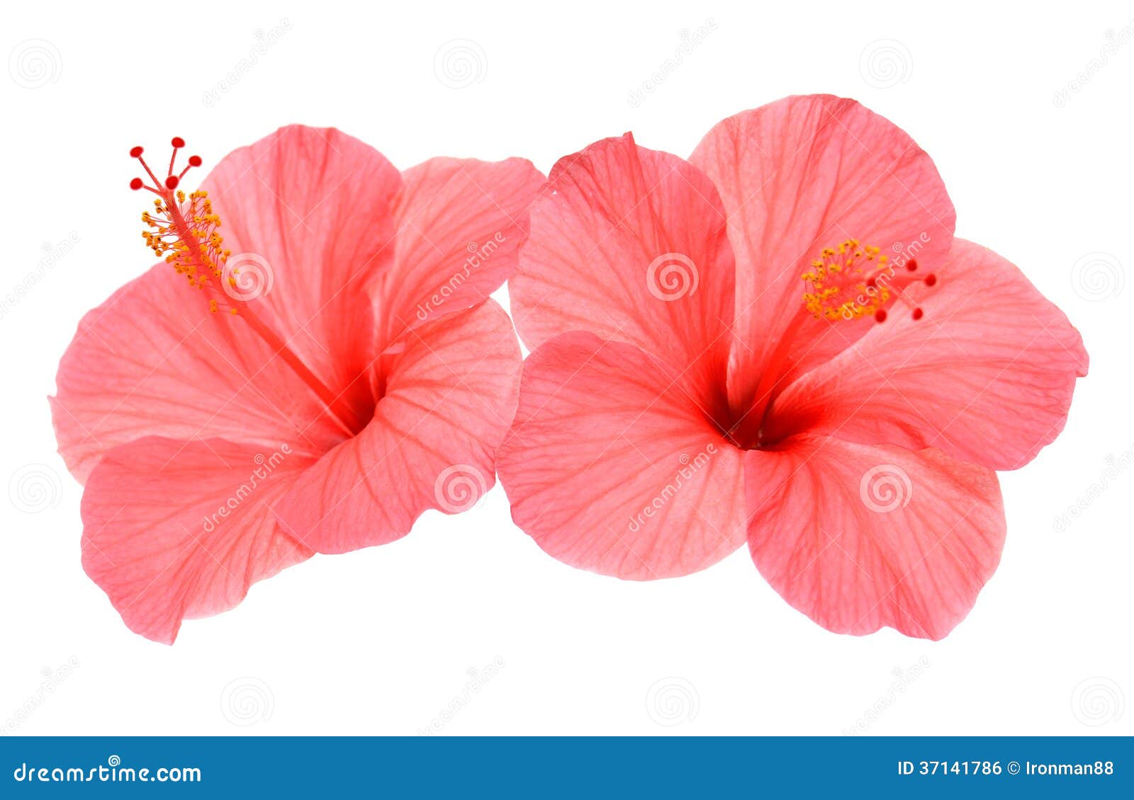 Twee roze hibiscus stock foto. Image of nave, inzameling - 37141786