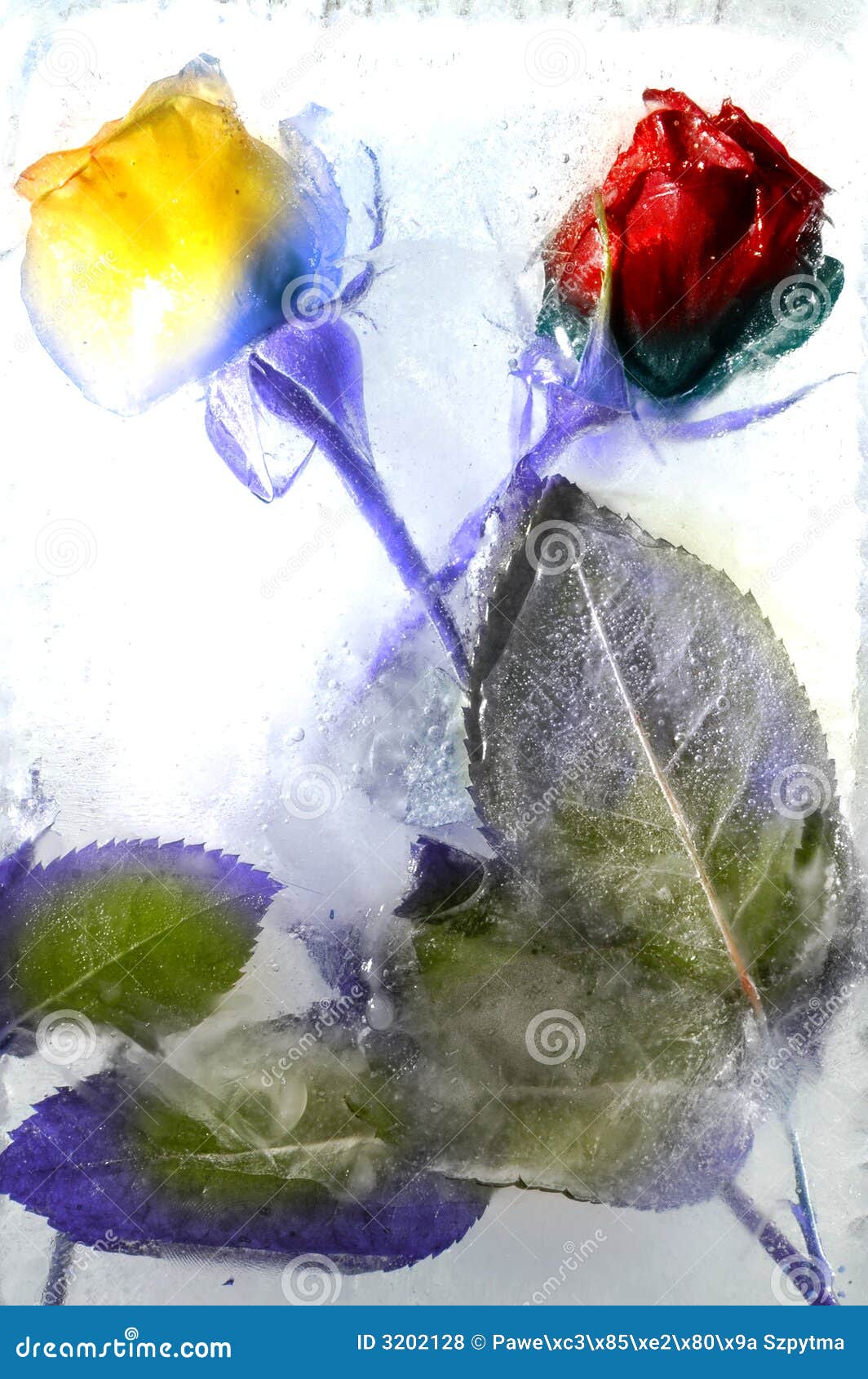 Twee rozen stock foto. Image of versheid, kruis, blauw - 3202128