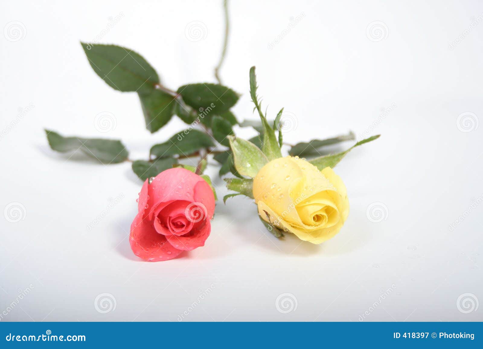 Twee rozen stock afbeelding. Image of verzend, roze, flora - 418397
