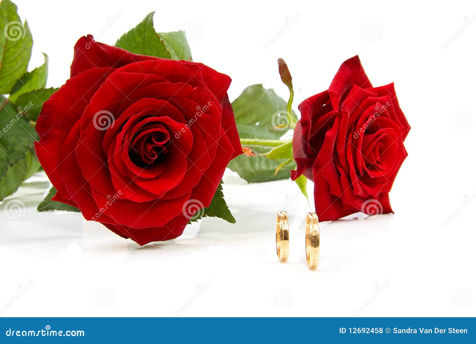 Twee rozen en trouwringen stock foto. Image of valentijn - 12692458