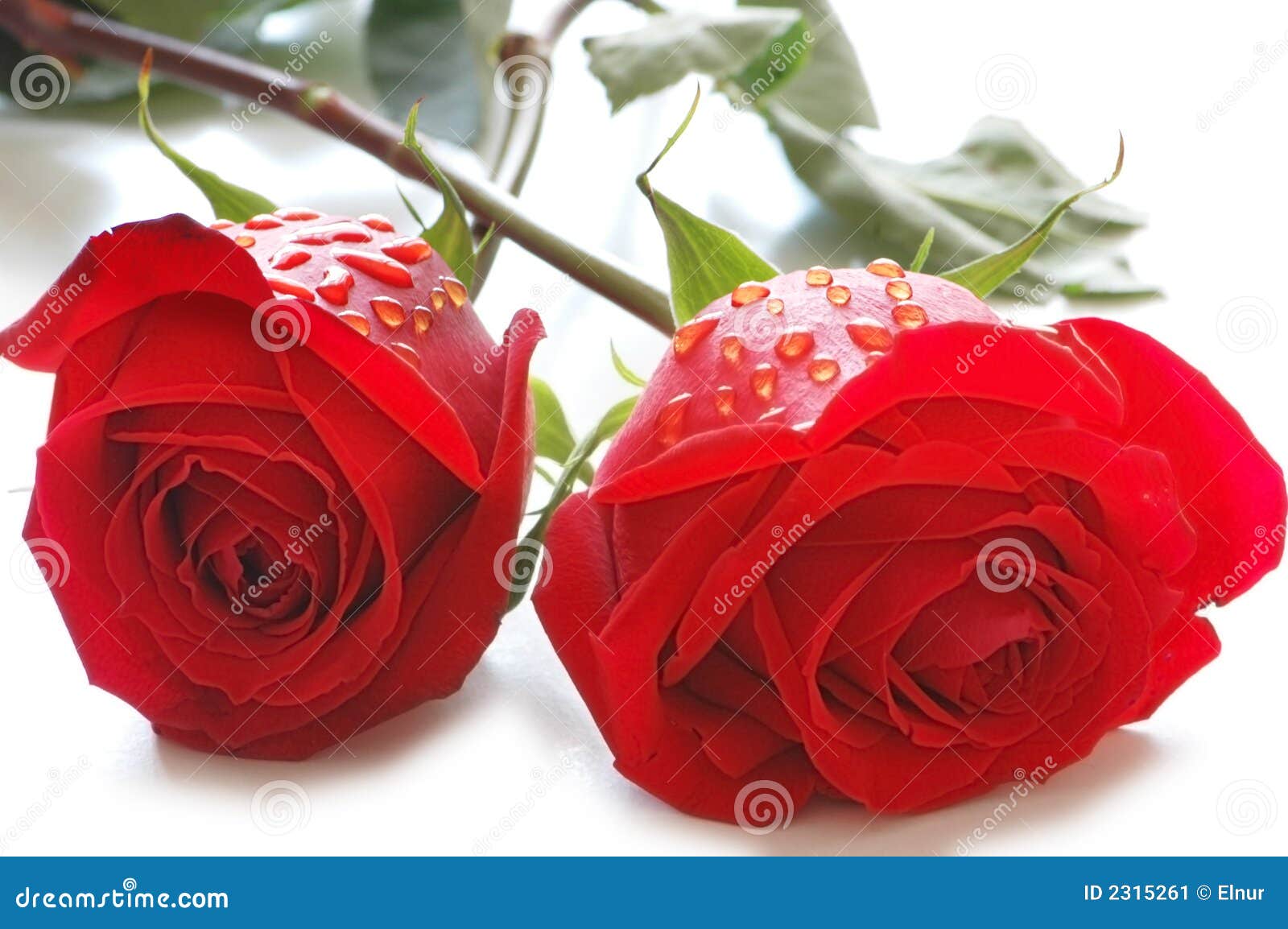 Twee Rozen Met Waterdalingen ISO Stock Afbeelding - Image of ...