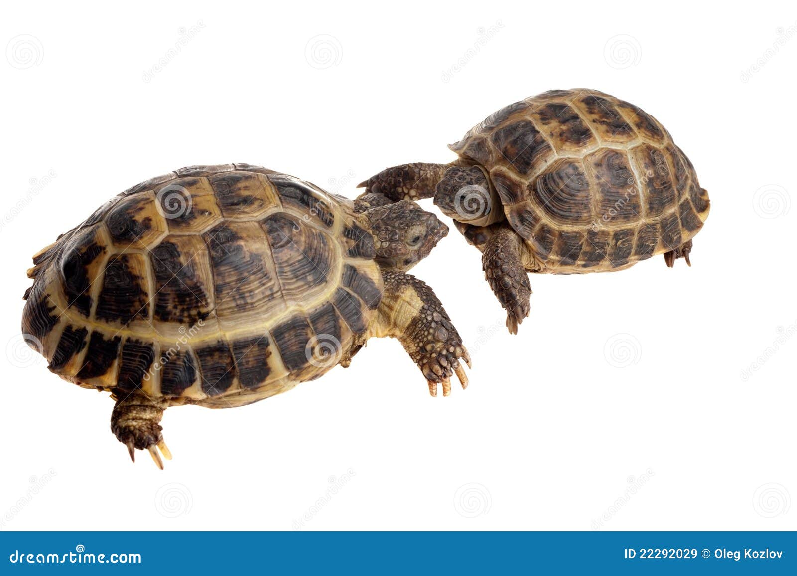 Twee schildpadden stock afbeelding. Image of geïsoleerd - 22292029