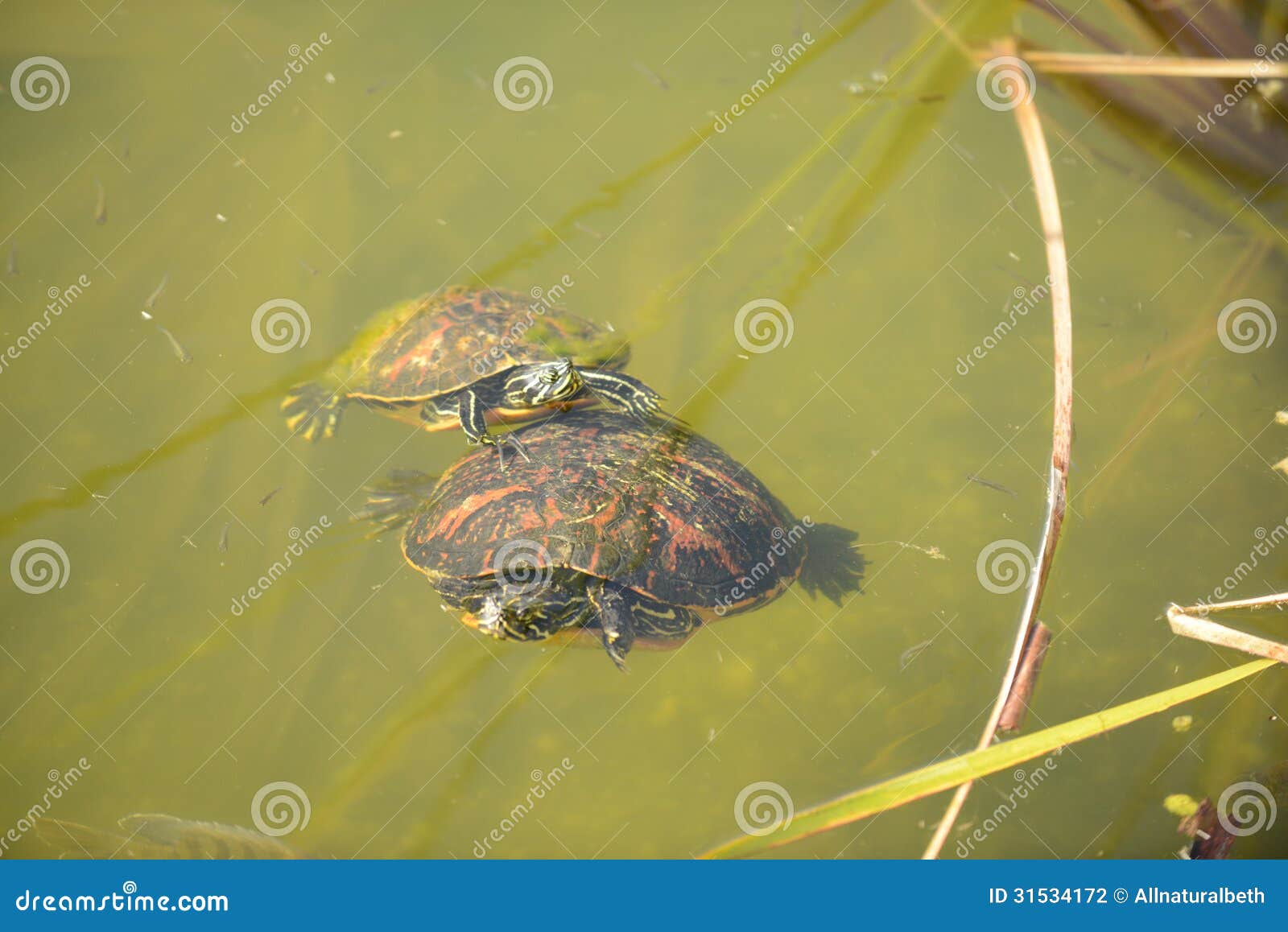 Twee Schildpadden in Het Wilde Zwemmen in Een Moeras Stock Foto - Image ...