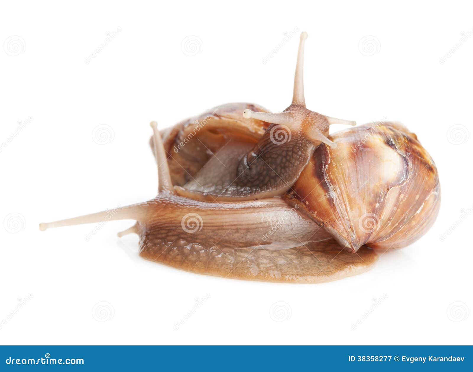 Twee slakken stock afbeelding. Image of slakken, langzaam - 38358277