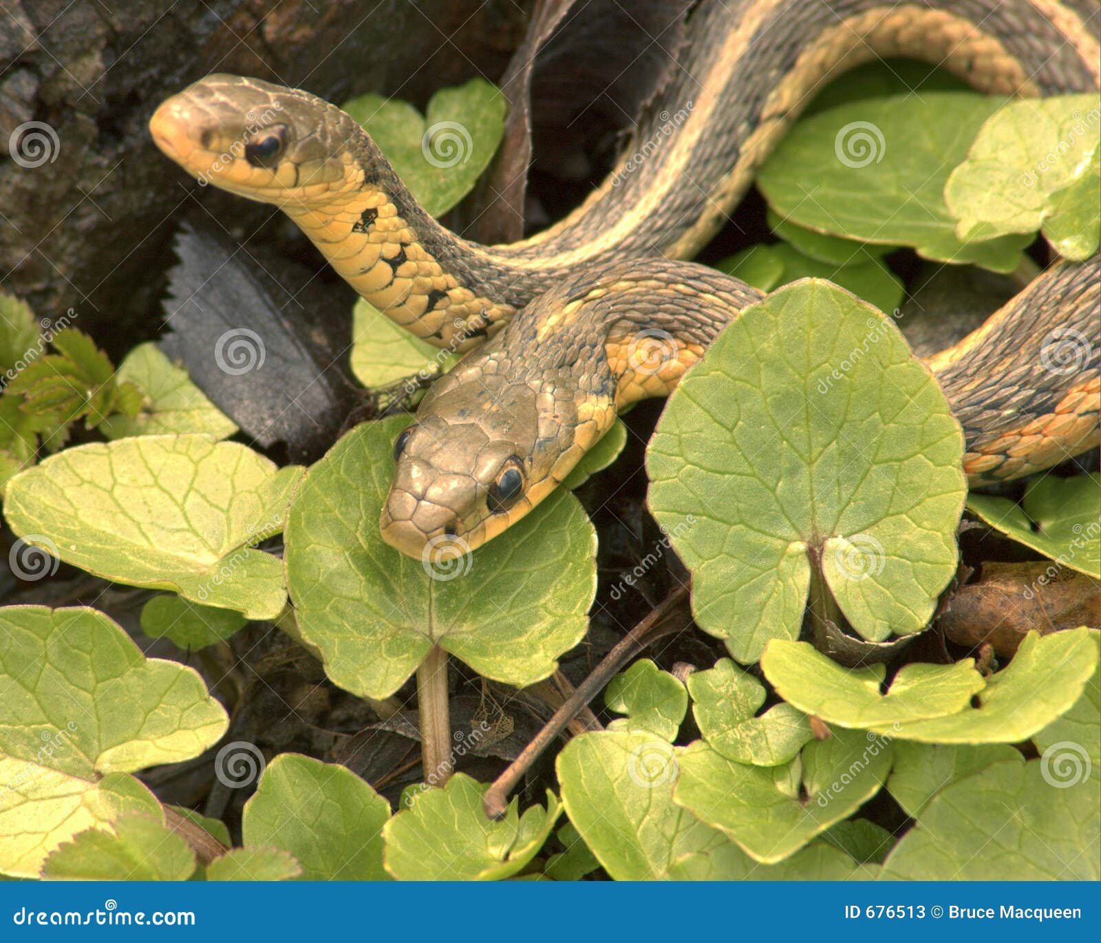 Twee Slangen Stock Foto's - Beeld: 676513