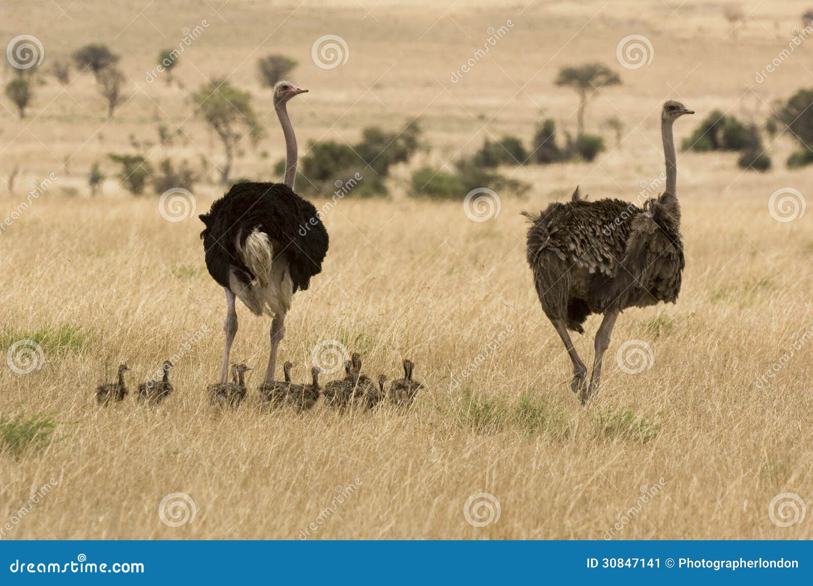 Twee Struisvogels (Struthio-camelus) Met Babys in Savanne Stock ...
