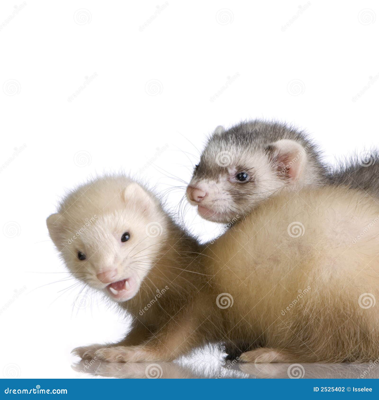 Twee Uitrustingen Van Fretten (10 Weken) Stock Foto - Image of woede ...