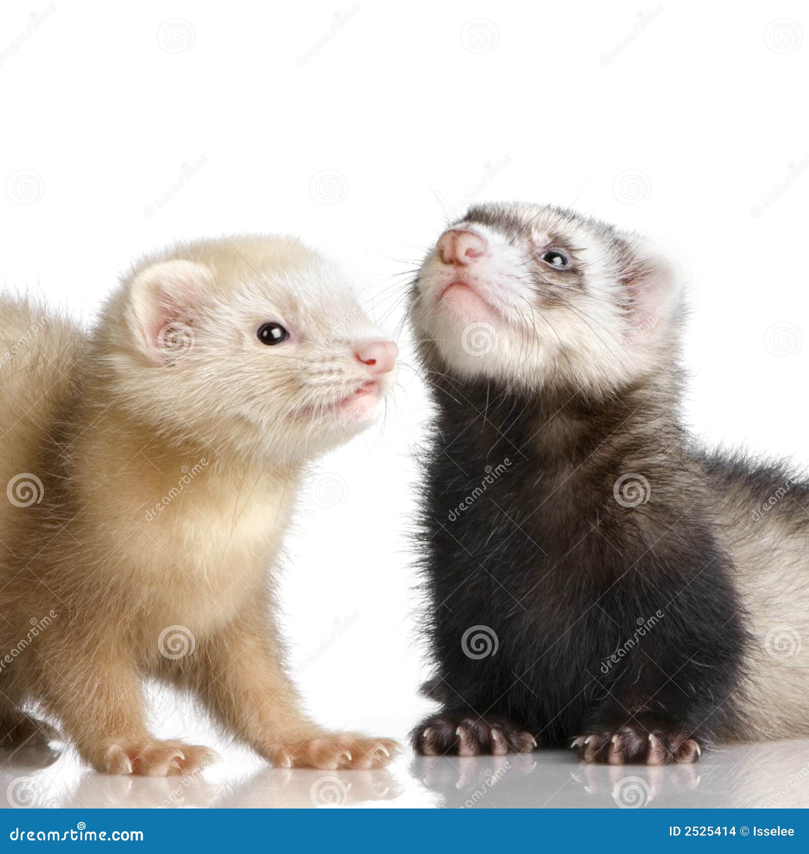Twee Uitrustingen Van Fretten (10 Weken) Stock Foto - Image of paar ...