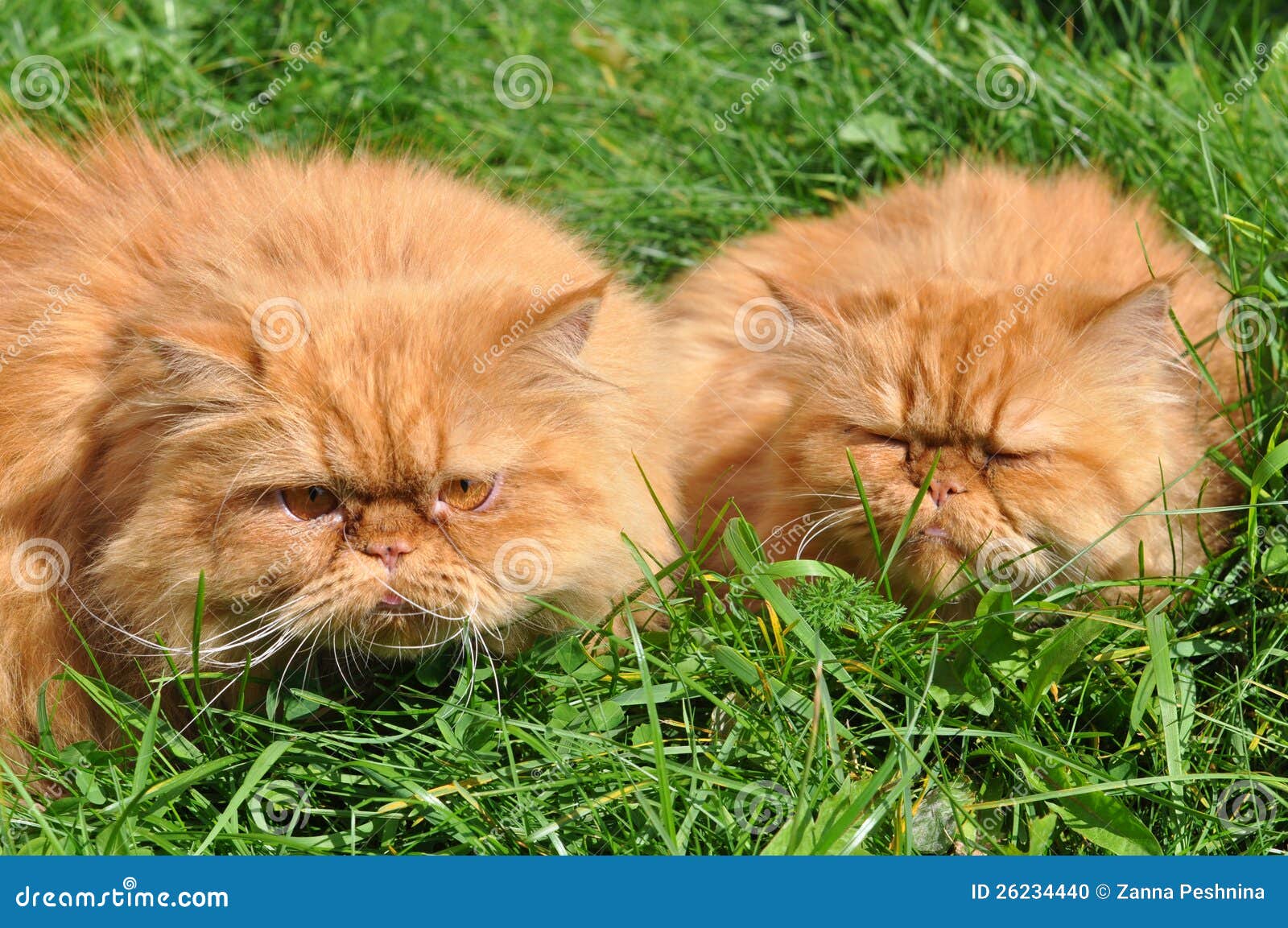 Twee Van De Zelfde Rode Kat Stock Foto - Image of perzisch, katje: 26234440