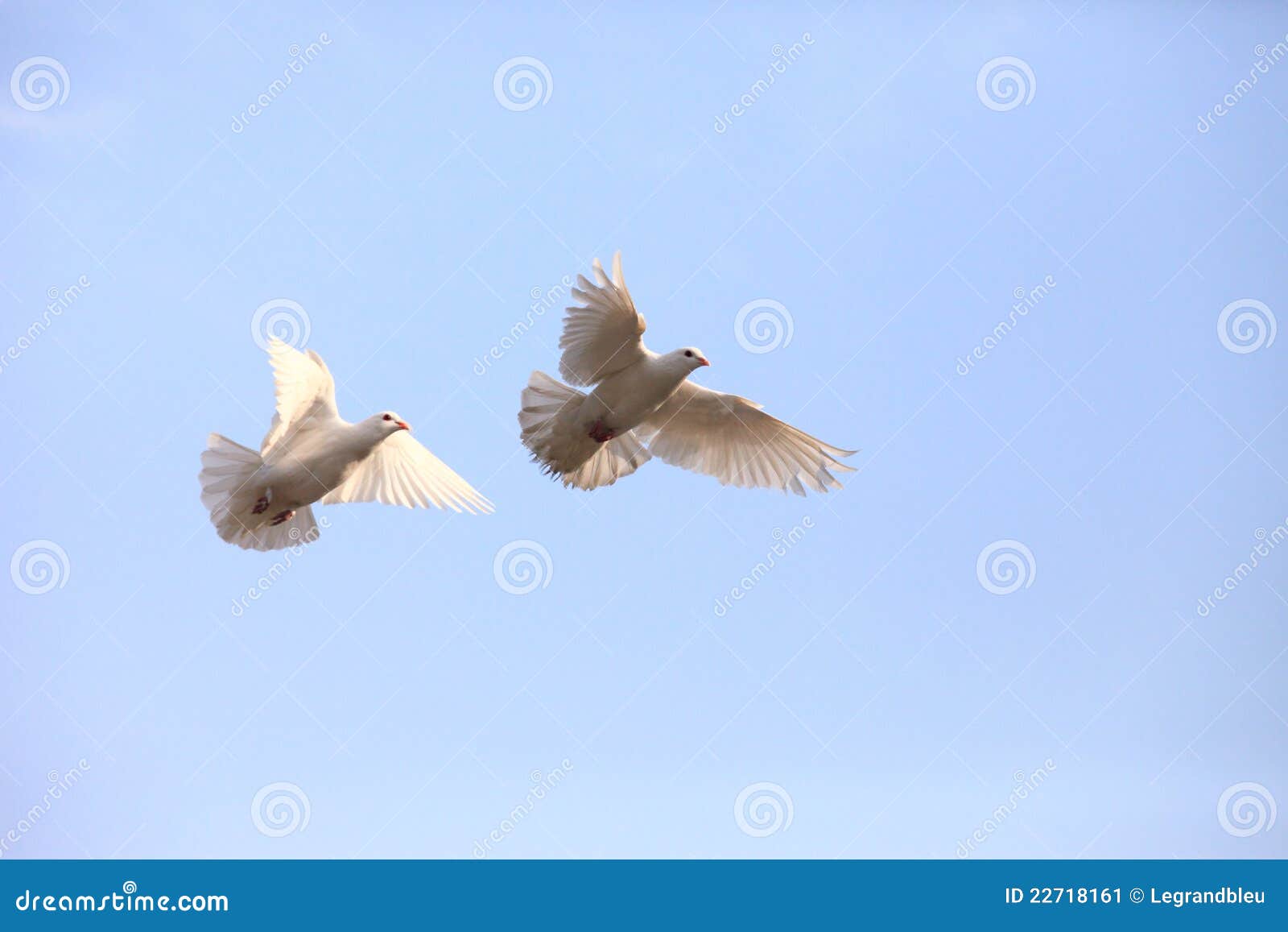 Twee Vliegende Witte Duiven Stock Afbeelding - Image of dier, duiven ...