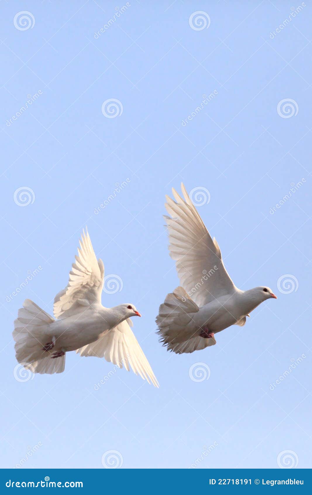 Twee Vliegende Witte Duiven Stock Afbeelding - Image of vliegen, liefde ...