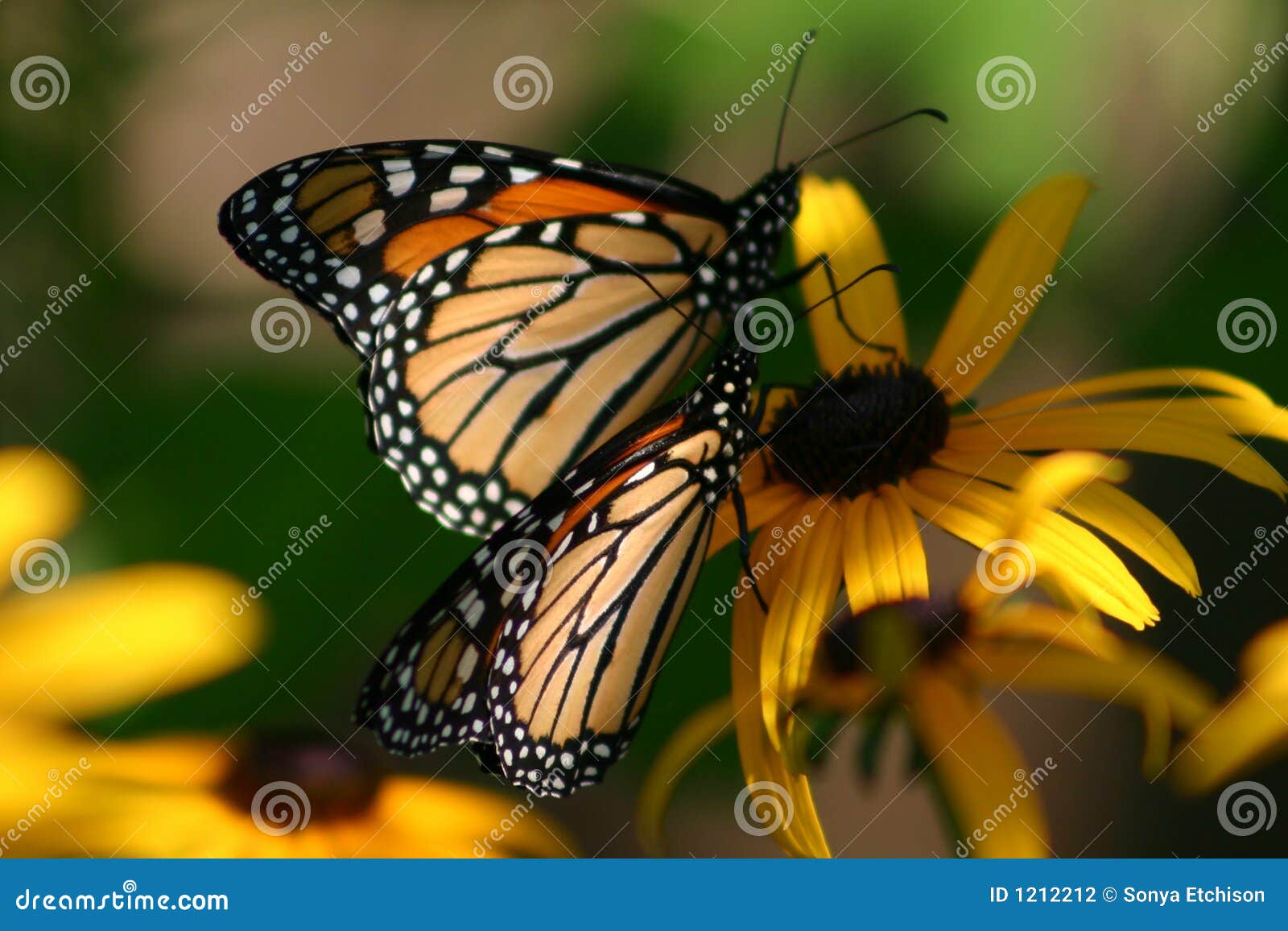 Twee Vlinders stock foto. Image of goud, monarch, voorwerp - 1212212