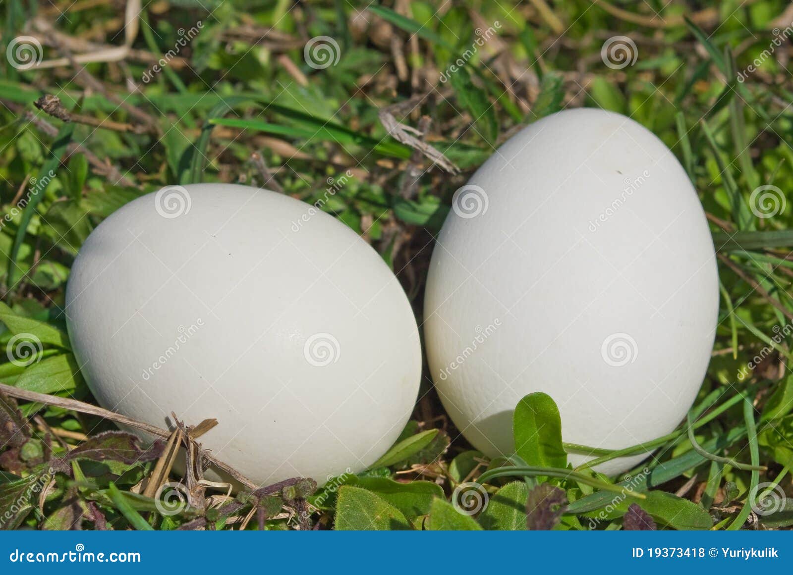 Twee vogelei in een gras stock foto. Image of openlucht - 19373418