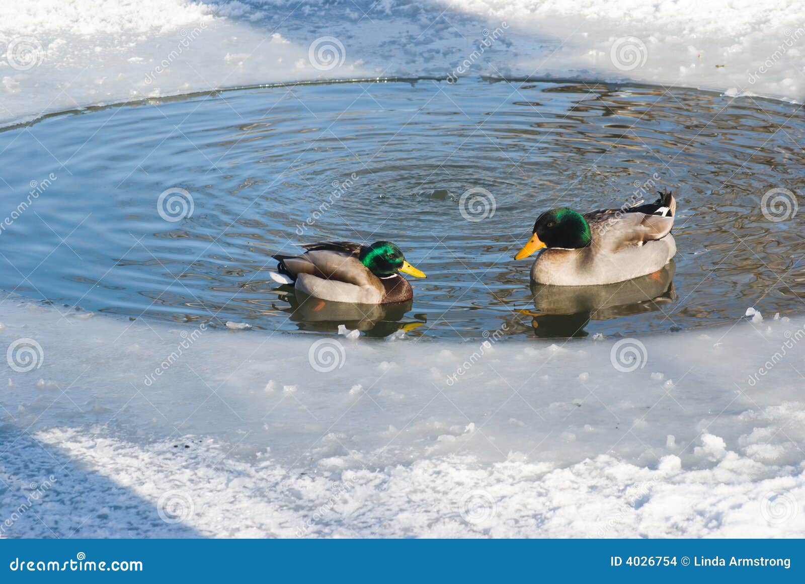 Twee Wilde Eenden in Het Ijs Stock Foto - Image of wild, open: 4026754