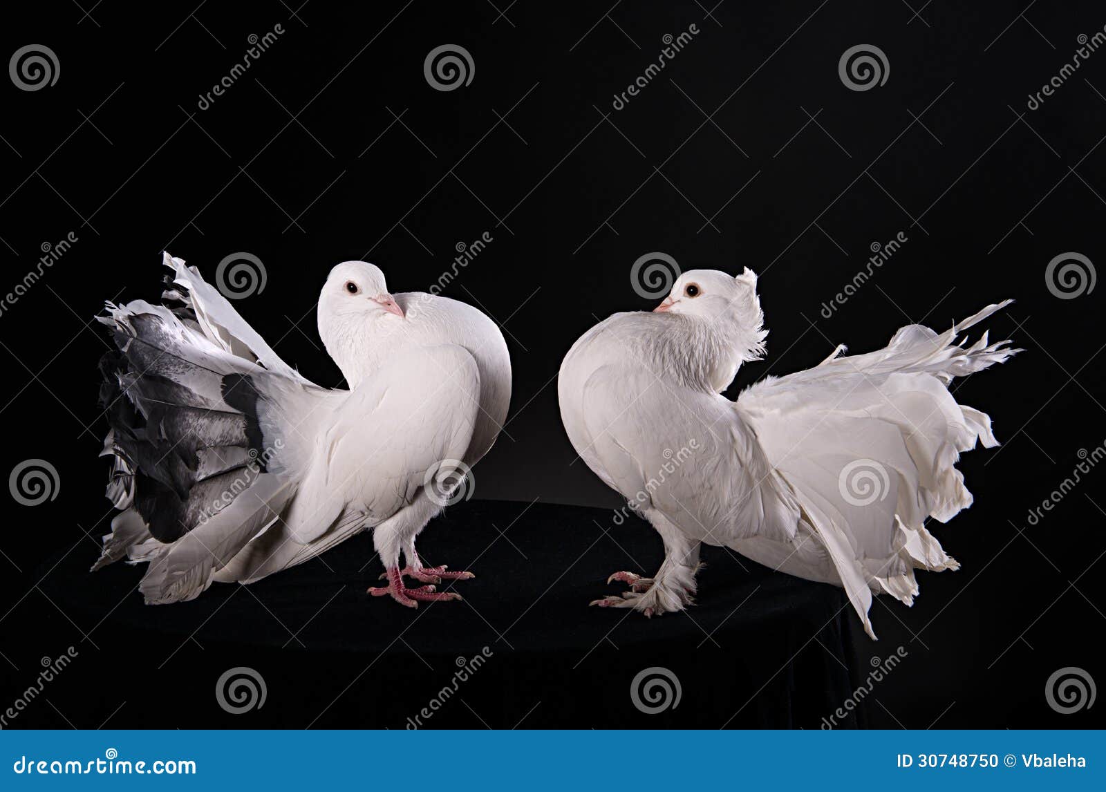 Twee witte duiven stock foto. Image of symbolen, nave - 30748750