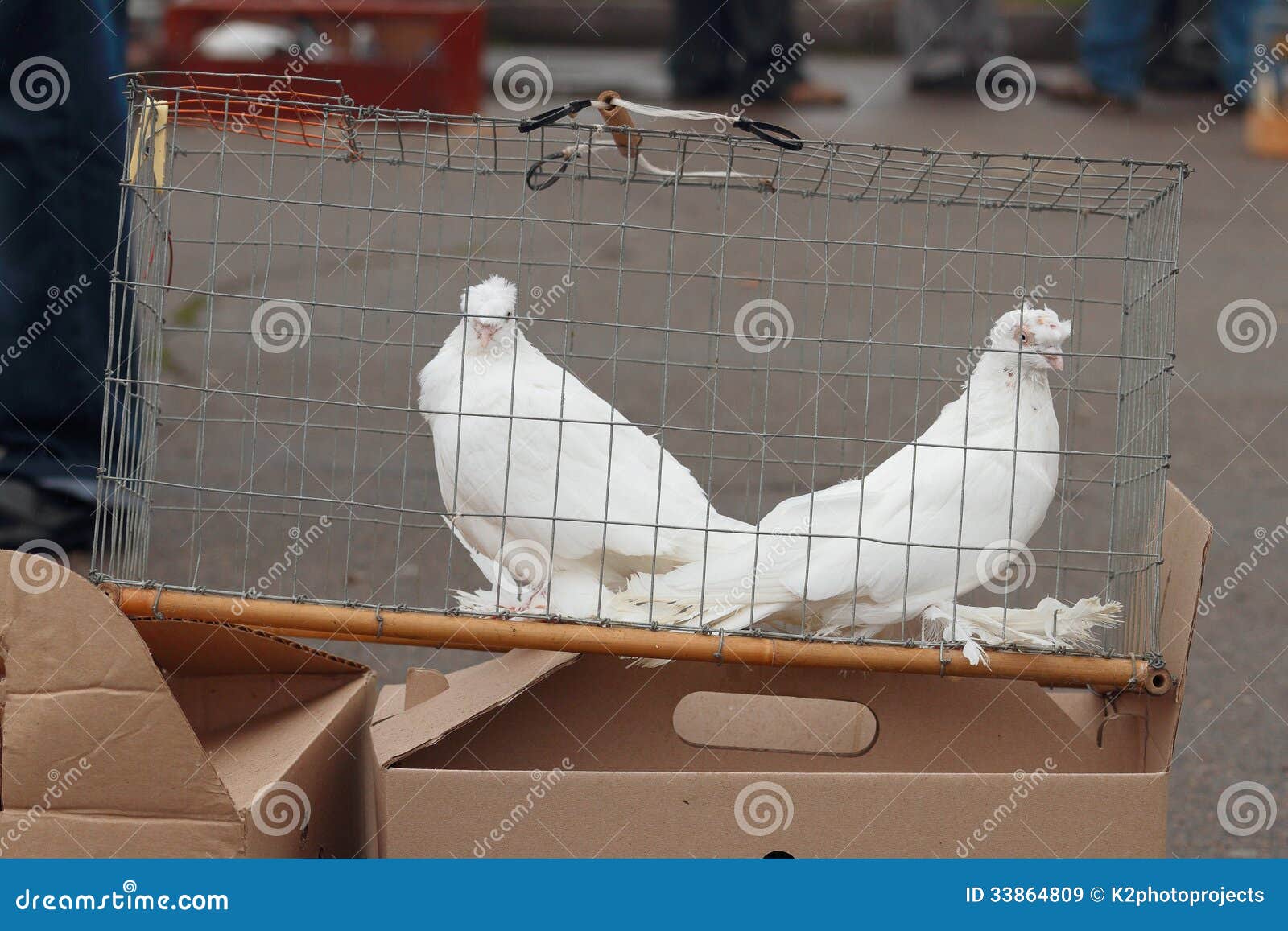 Twee witte duiven stock afbeelding. Image of blauw, vogels - 33864809