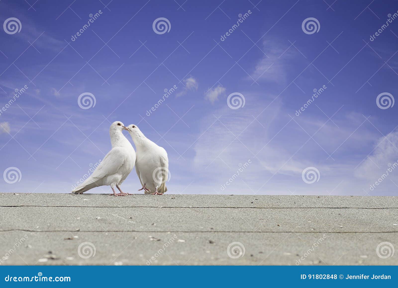 Twee Witte Duiven stock foto. Image of blauw, vogels - 91802848