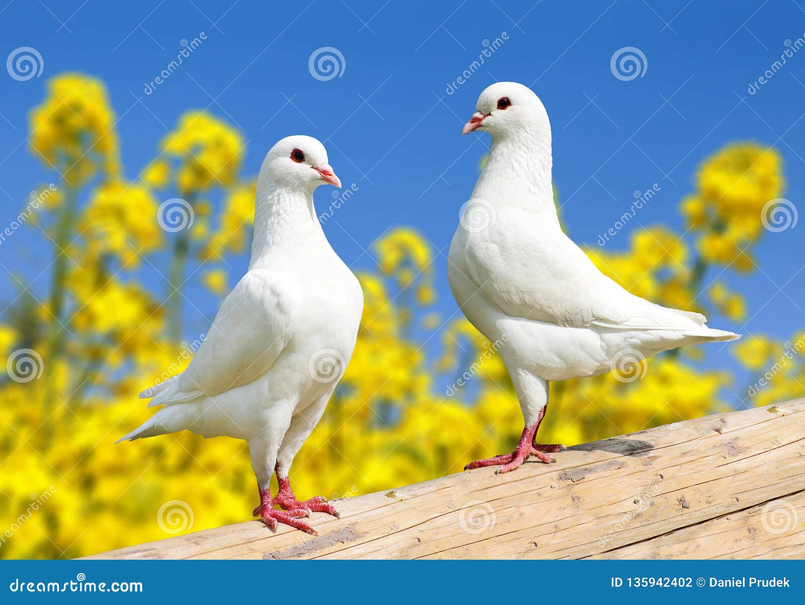 Twee Witte Duiven Op Toppositie Stock Foto - Image of pigeongat, pluim ...