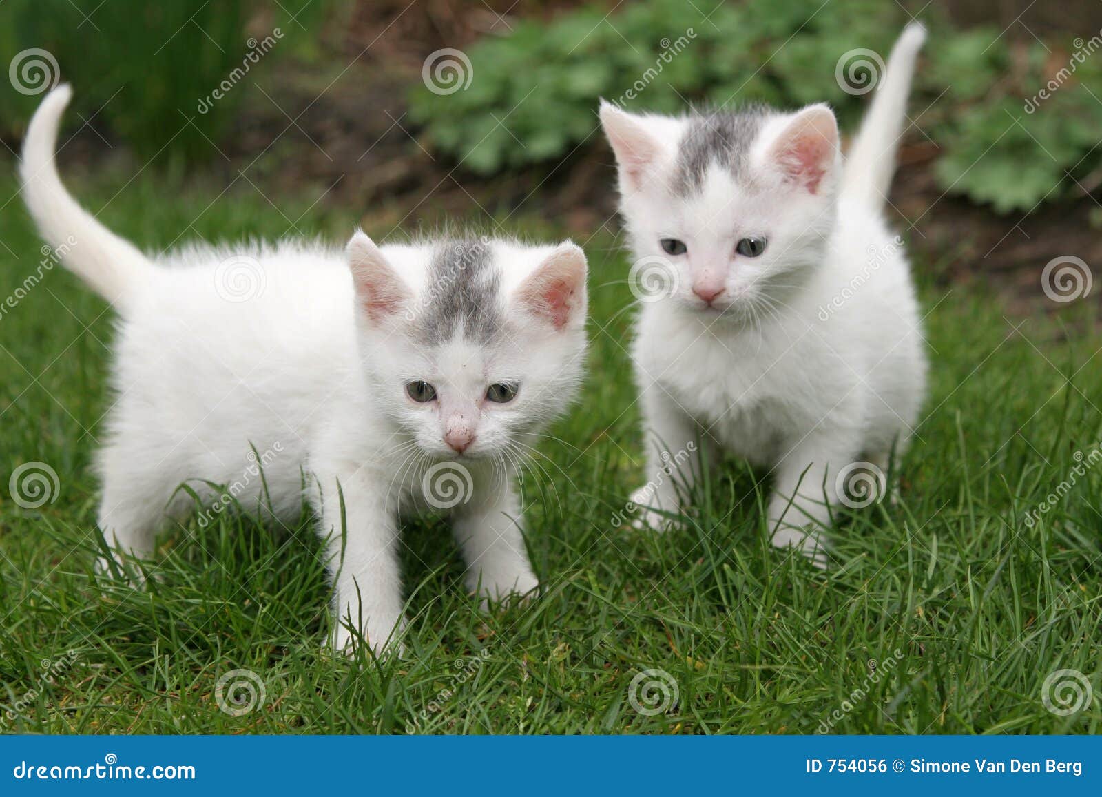Twee witte katjes stock foto. Image of dier, pluizig, katten - 754056