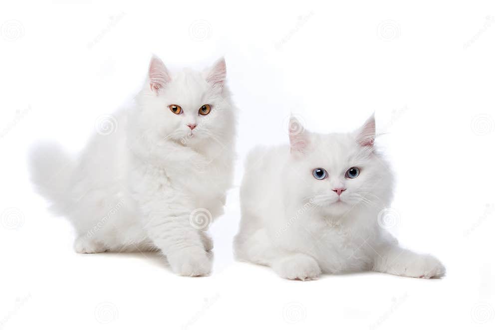 Twee witte katten stock afbeelding. Image of huisdieren - 16568551