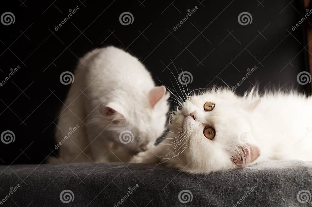 Twee witte katten stock foto. Image of grappig, mooi - 38437414