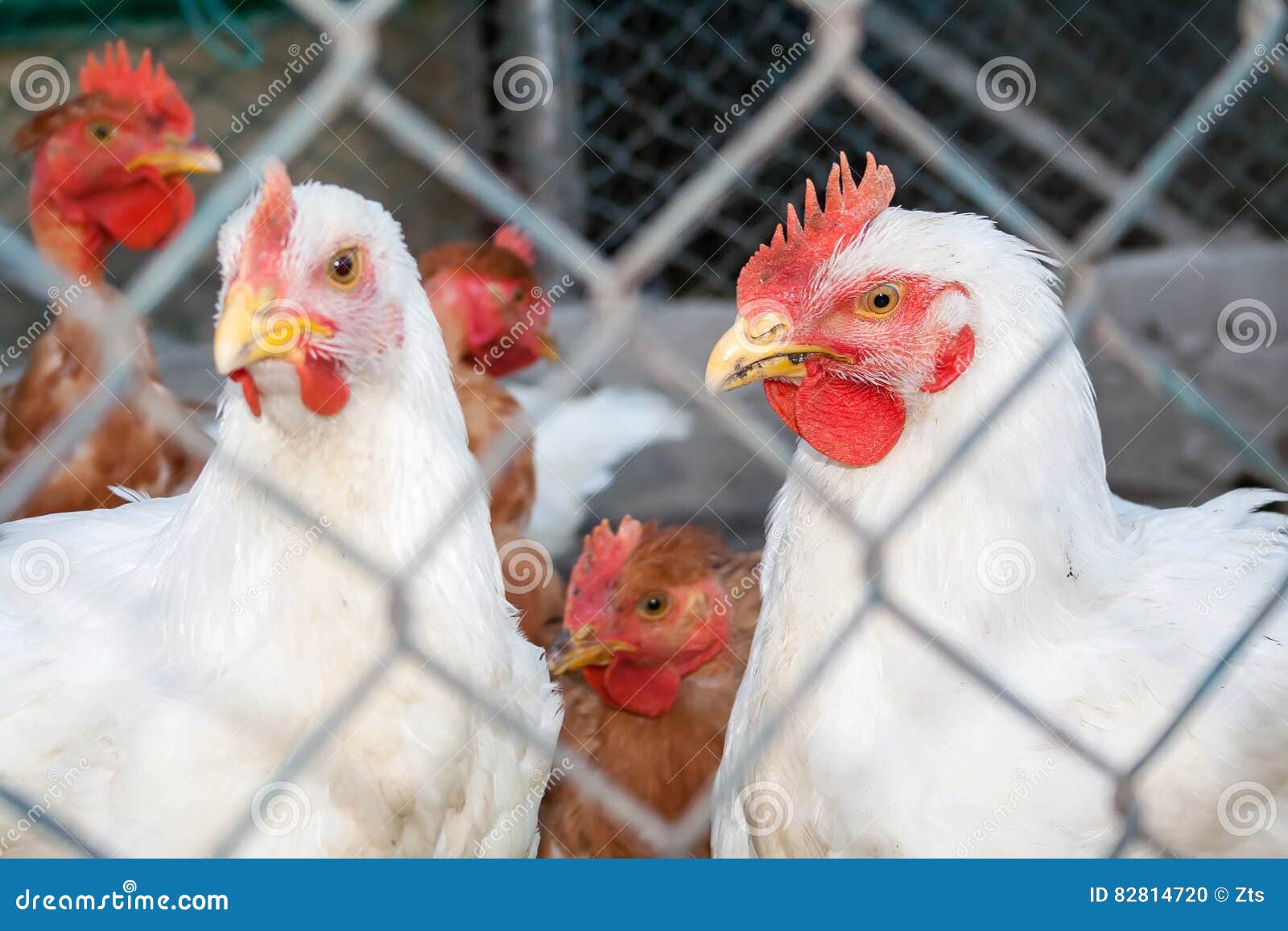 Twee Witte Kippen of Kippen Stock Foto - Image of landelijk, dier: 82814720