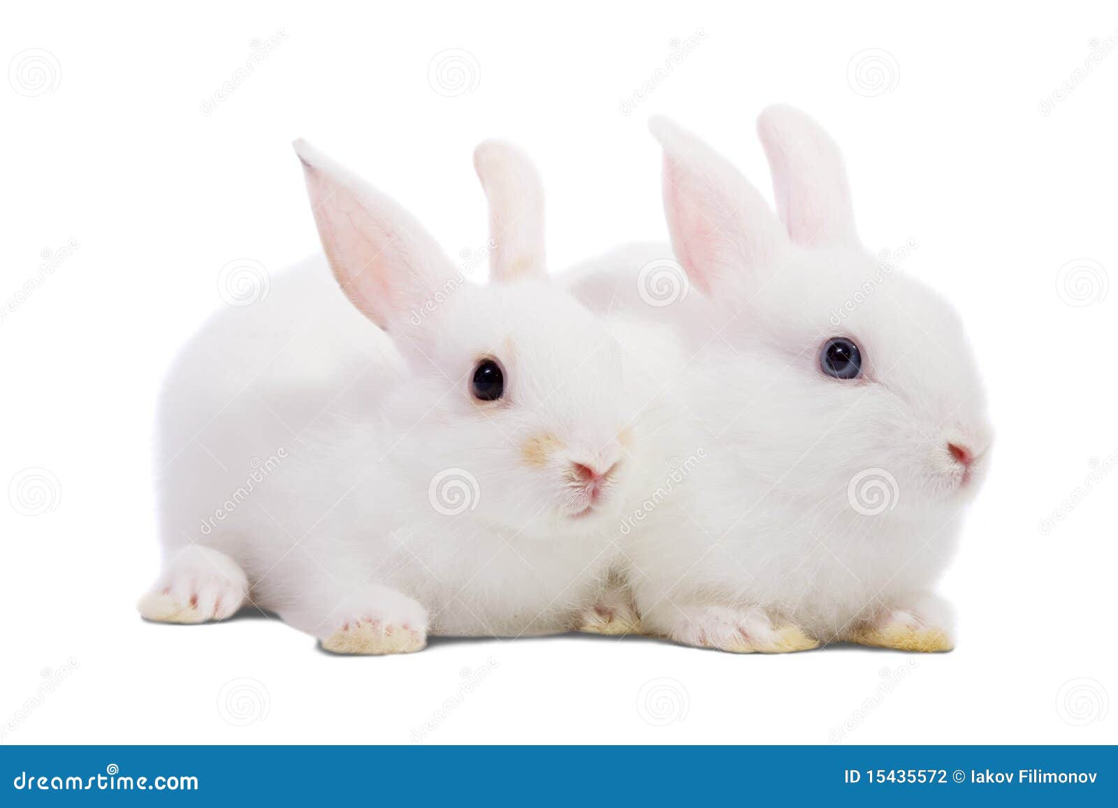 Schattige Witte Konijnen Konijn En Haas Foto's, Afbeeldingen En Stock