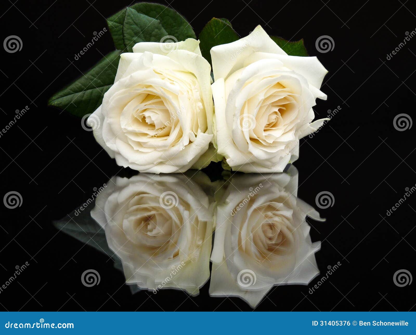 Twee Witte Rozen Met Spiegelbeeld Op Zwarte Stock Foto - Image of ...