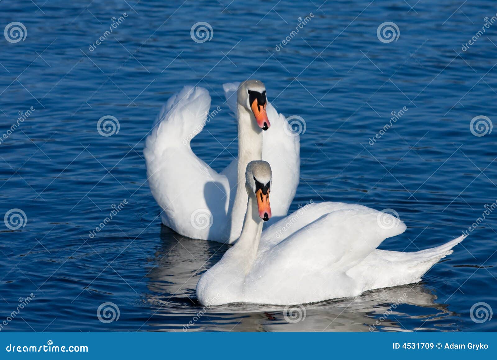 Twee zwanen stock afbeelding. Image of twee, zwemmen, rustig - 4531709