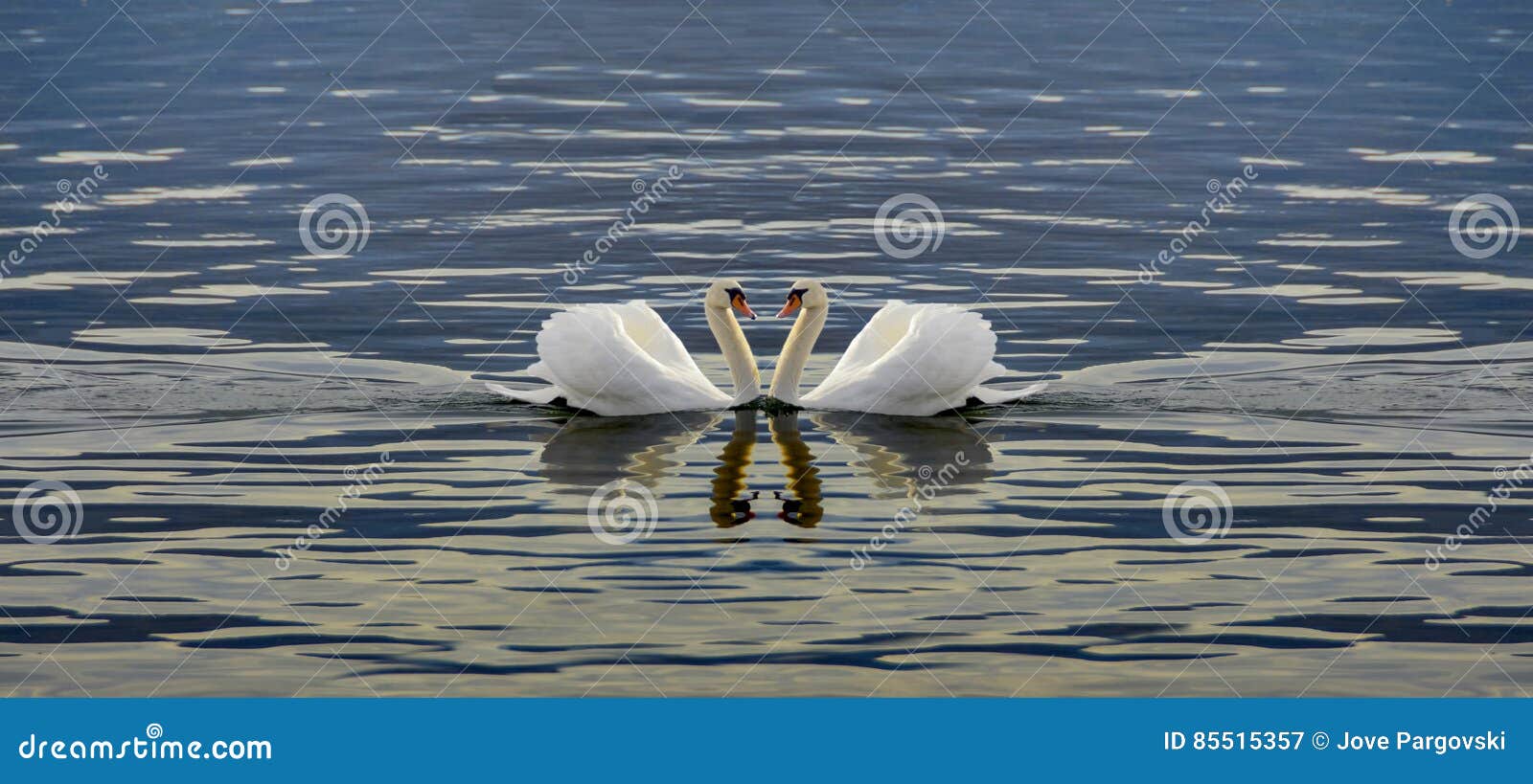 Twee Zwanen Die Een Hart Maken Stock Afbeelding - Image of één, hart ...