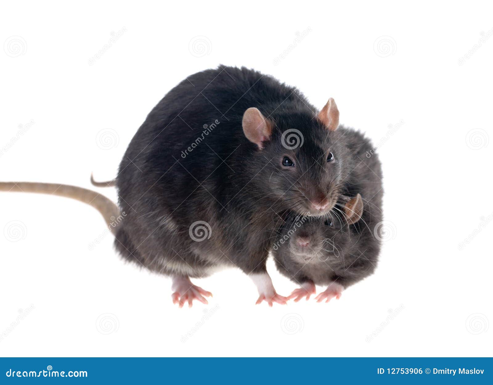 Twee zwarte ratten stock foto. Image of sluit, studio - 12753906