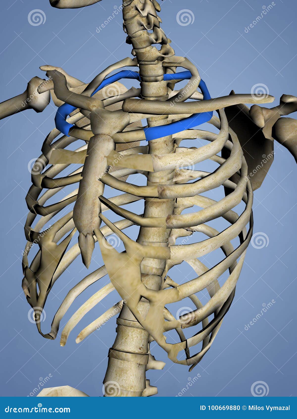 Tweede Rib, Rib Cage, 3D Model Stock Illustratie - Illustration of been ...