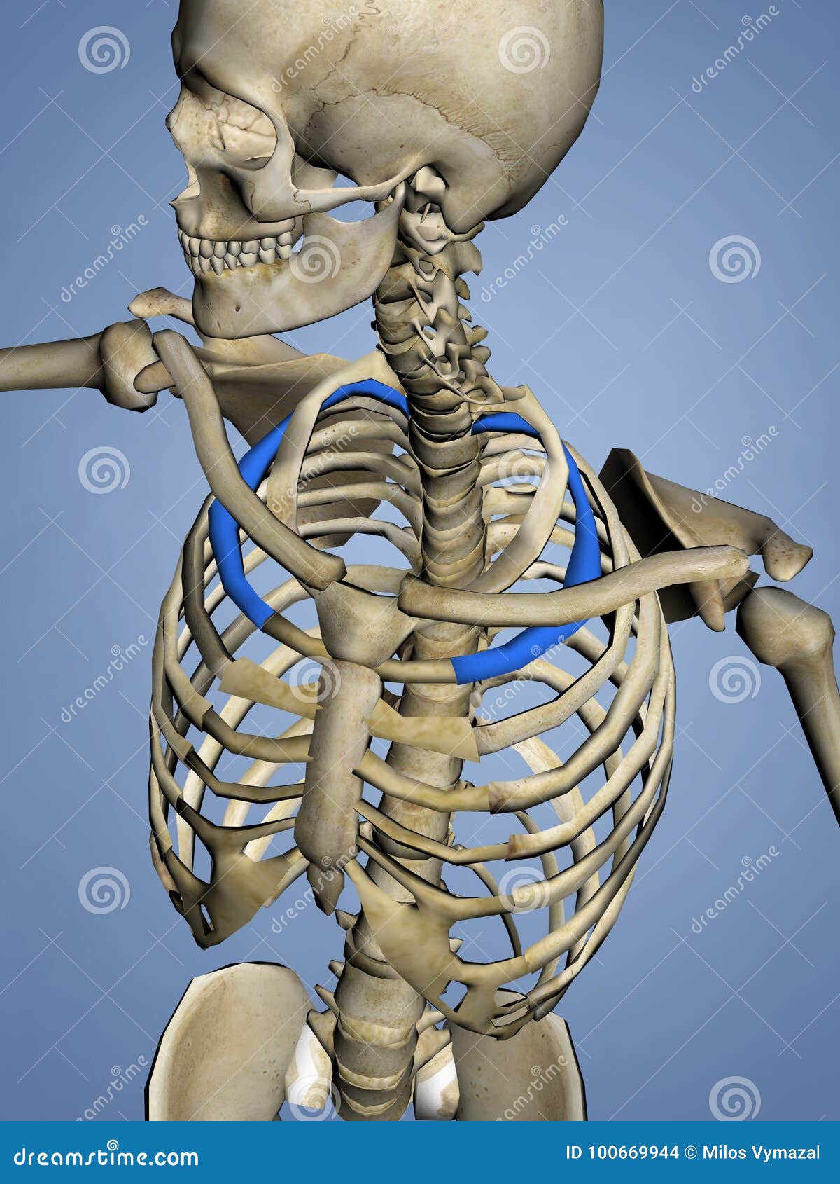 Tweede Rib, Rib Cage, 3D Model Stock Illustratie - Illustration of ...