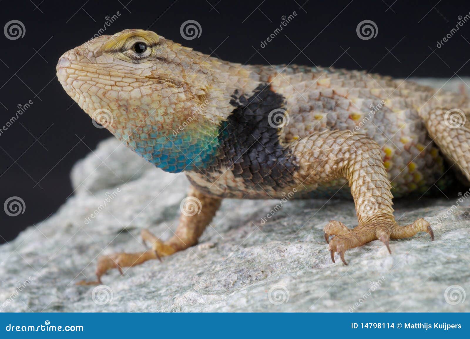 Tweeling-bevlekte Doornige Hagedis Stock Foto - Image of wild, roofdier ...