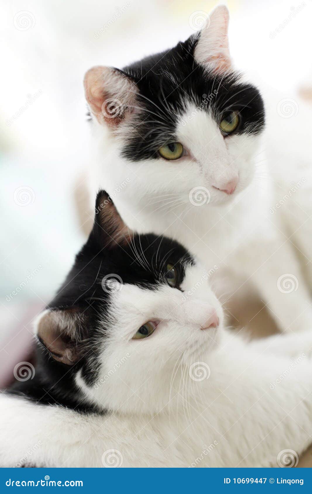 Tweeling katten stock afbeelding. Image of broers, leuk - 10699447