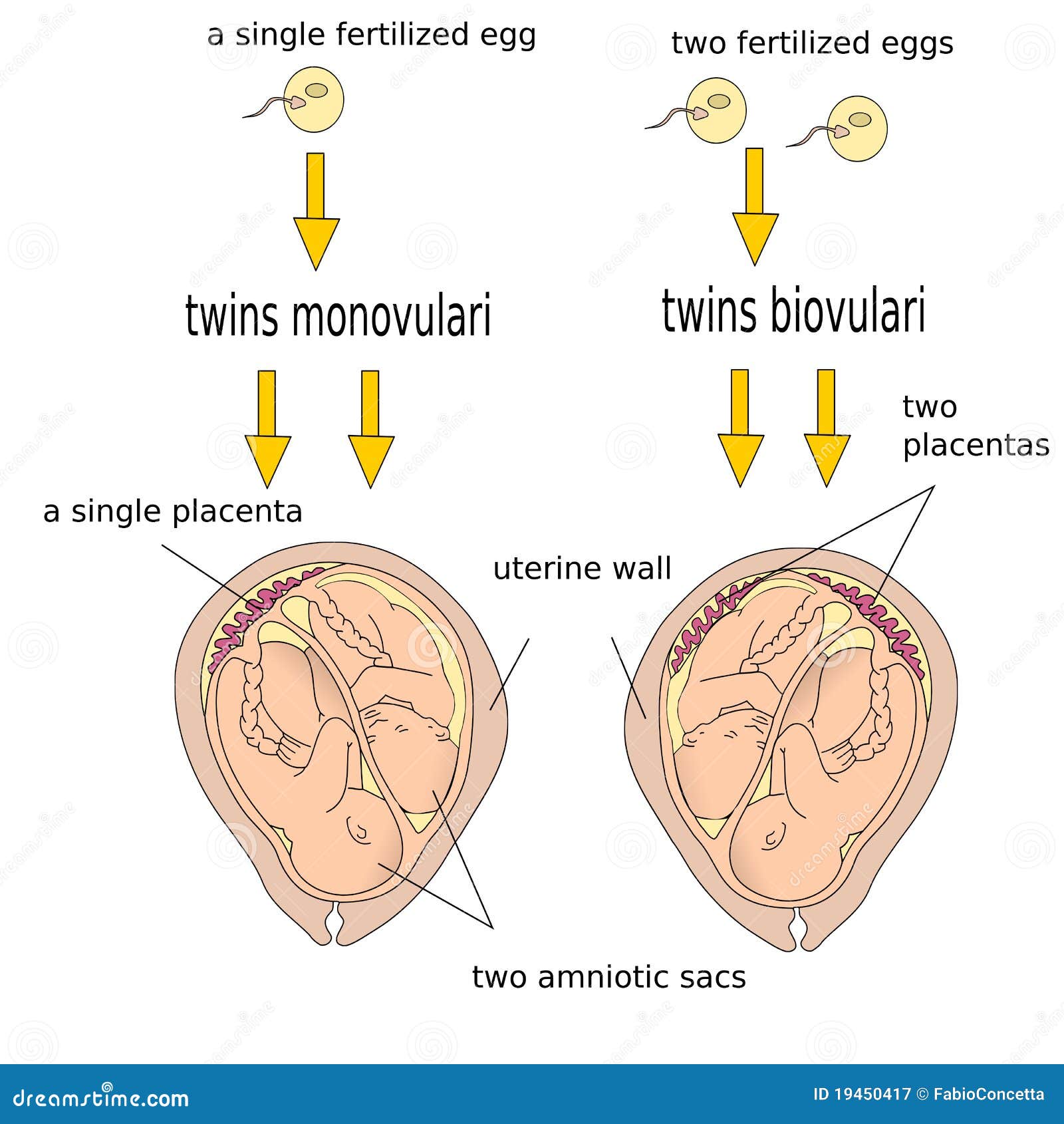 Tweelingen stock illustratie. Illustration of tweelingen - 19450417