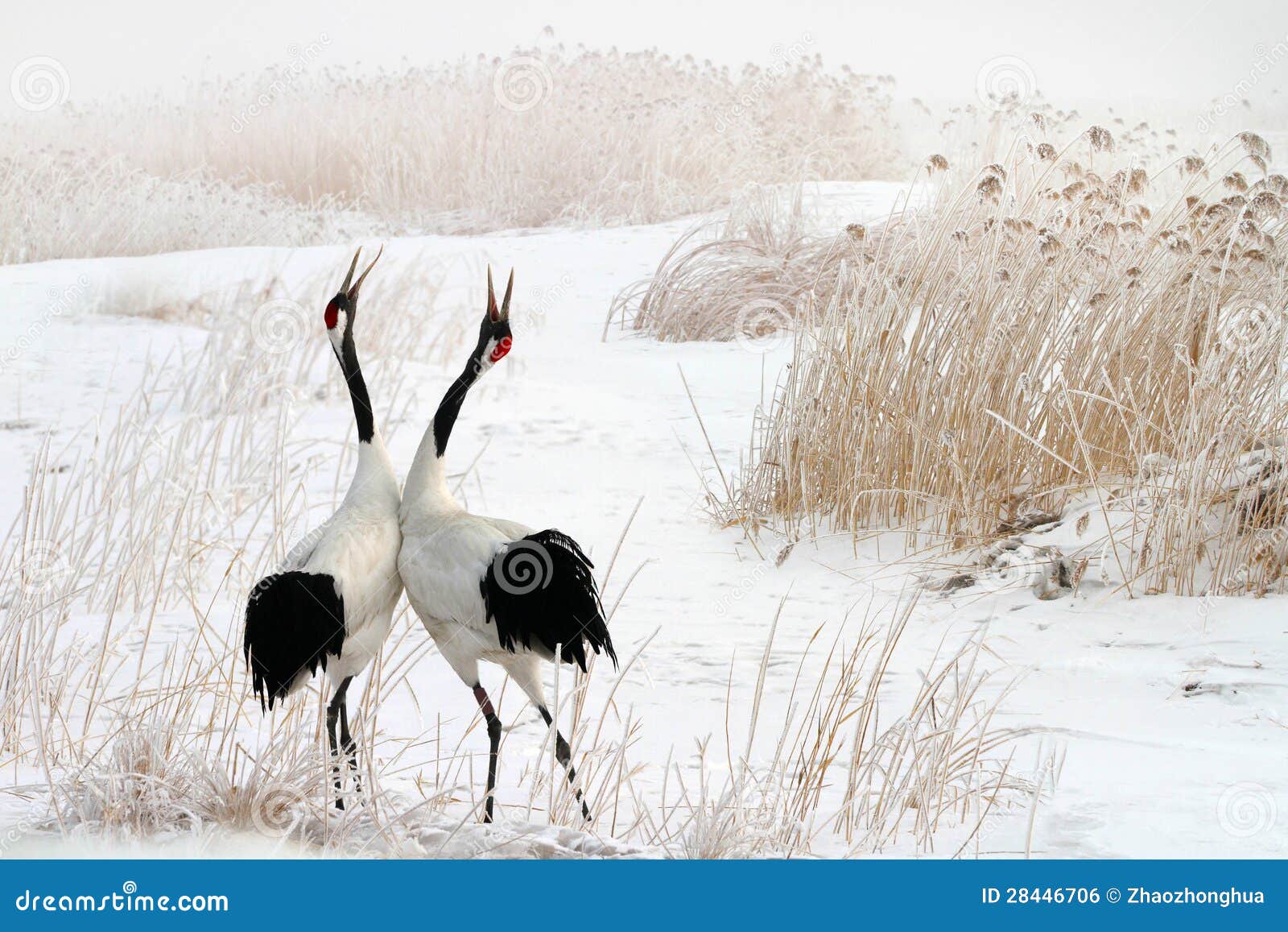 Tweet of the Red-crowned Crane in the Snow Stock Photo - Image of frost ...