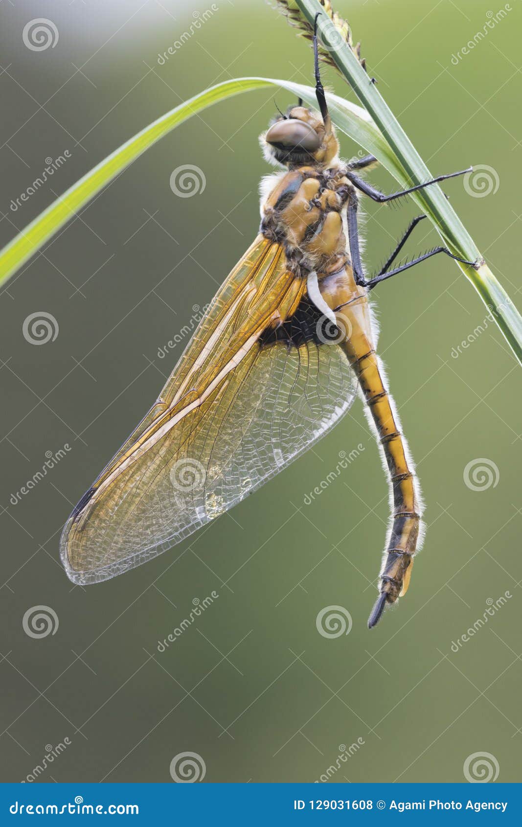 Tweevlek, Two-spotted Dragonfly, Epitheca Bimaculata Stock Photo ...