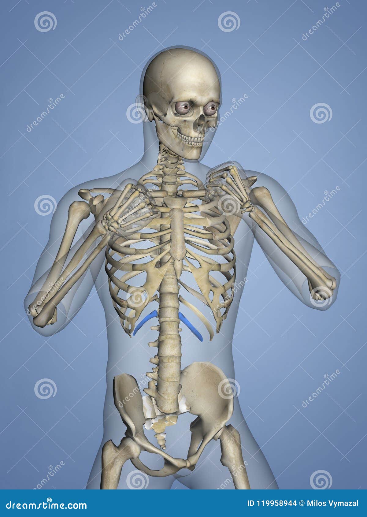 Twelfth Rib, Rib Cage, 3D Model Stock Photo | CartoonDealer.com #119959086
