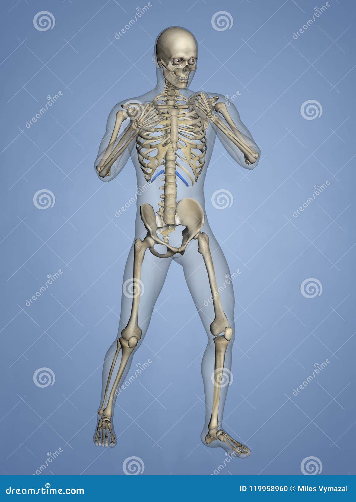 Twelfth Rib, Rib Cage, 3D Model Stock Photo | CartoonDealer.com #119959086