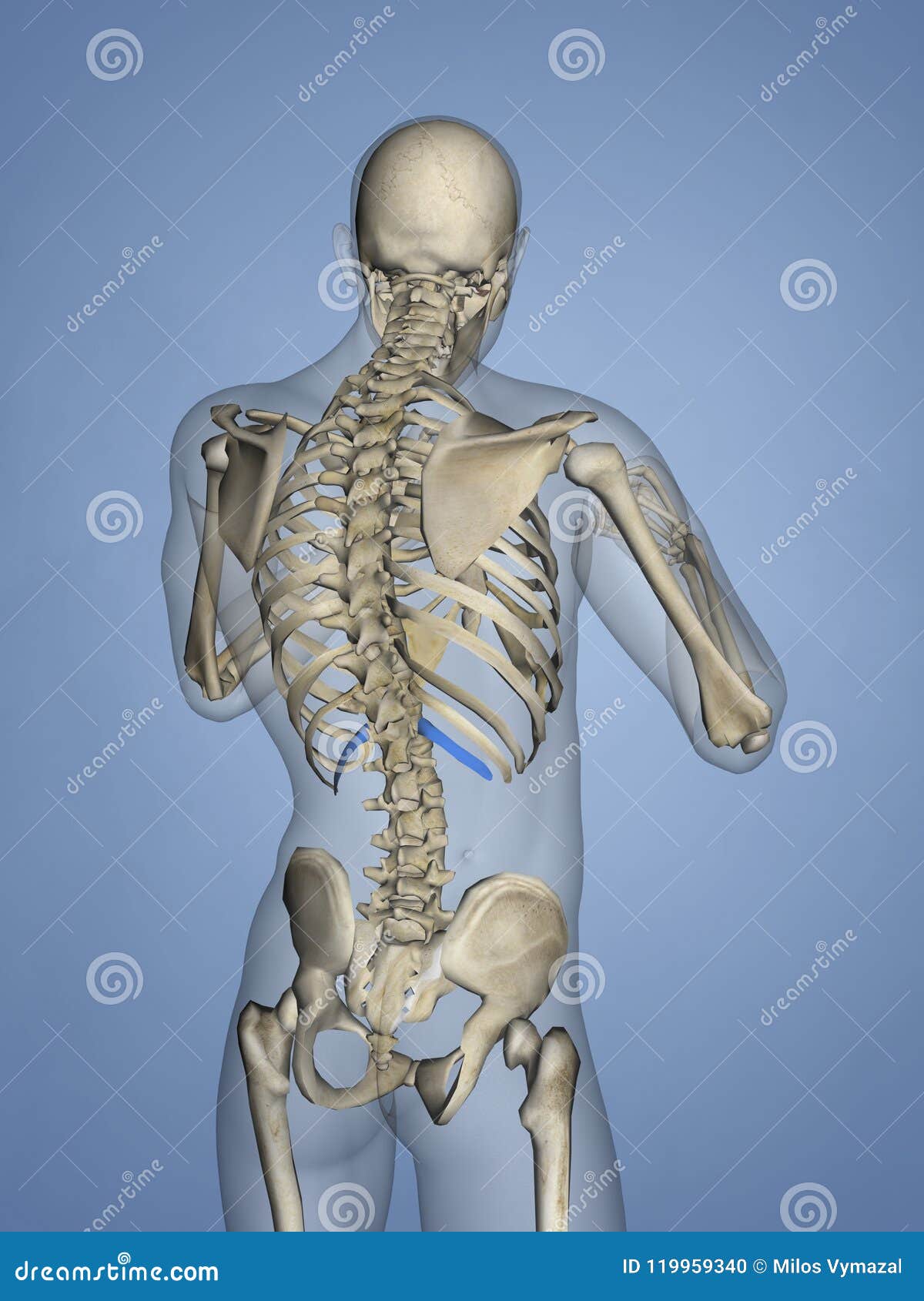 Twelfth Rib, Rib Cage, 3D Model Stock Photo | CartoonDealer.com #119959086
