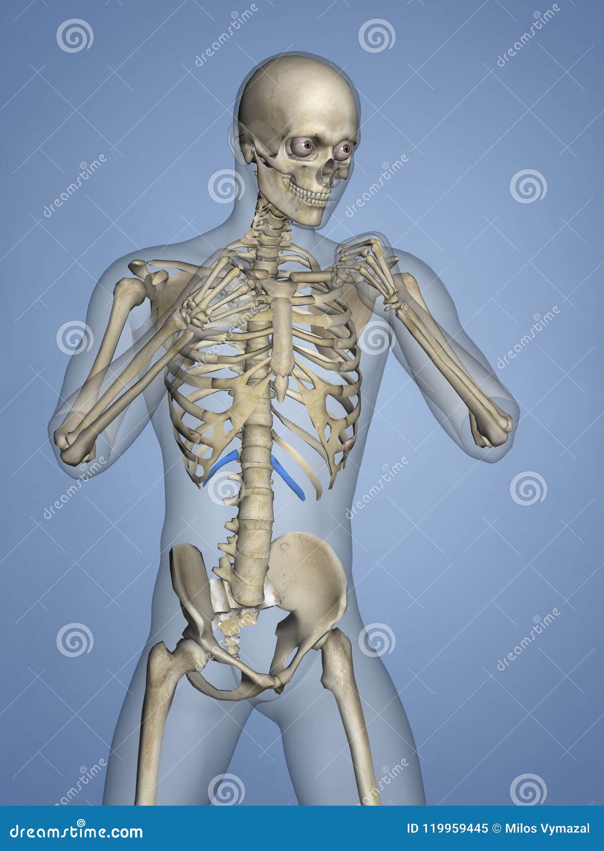 Twelfth Rib, Rib Cage, 3D Model Stock Illustration - Illustration of ...