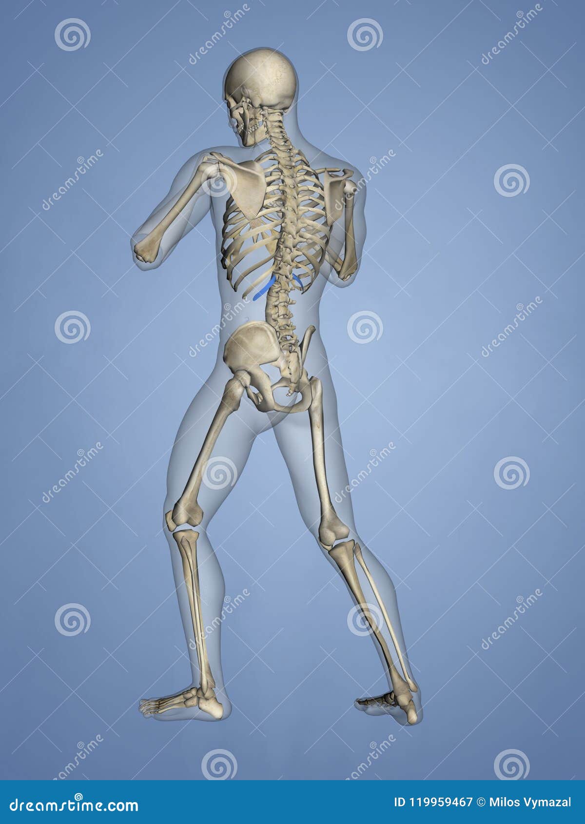 Twelfth Rib, Rib Cage, 3D Model Stock Illustration - Illustration of ...