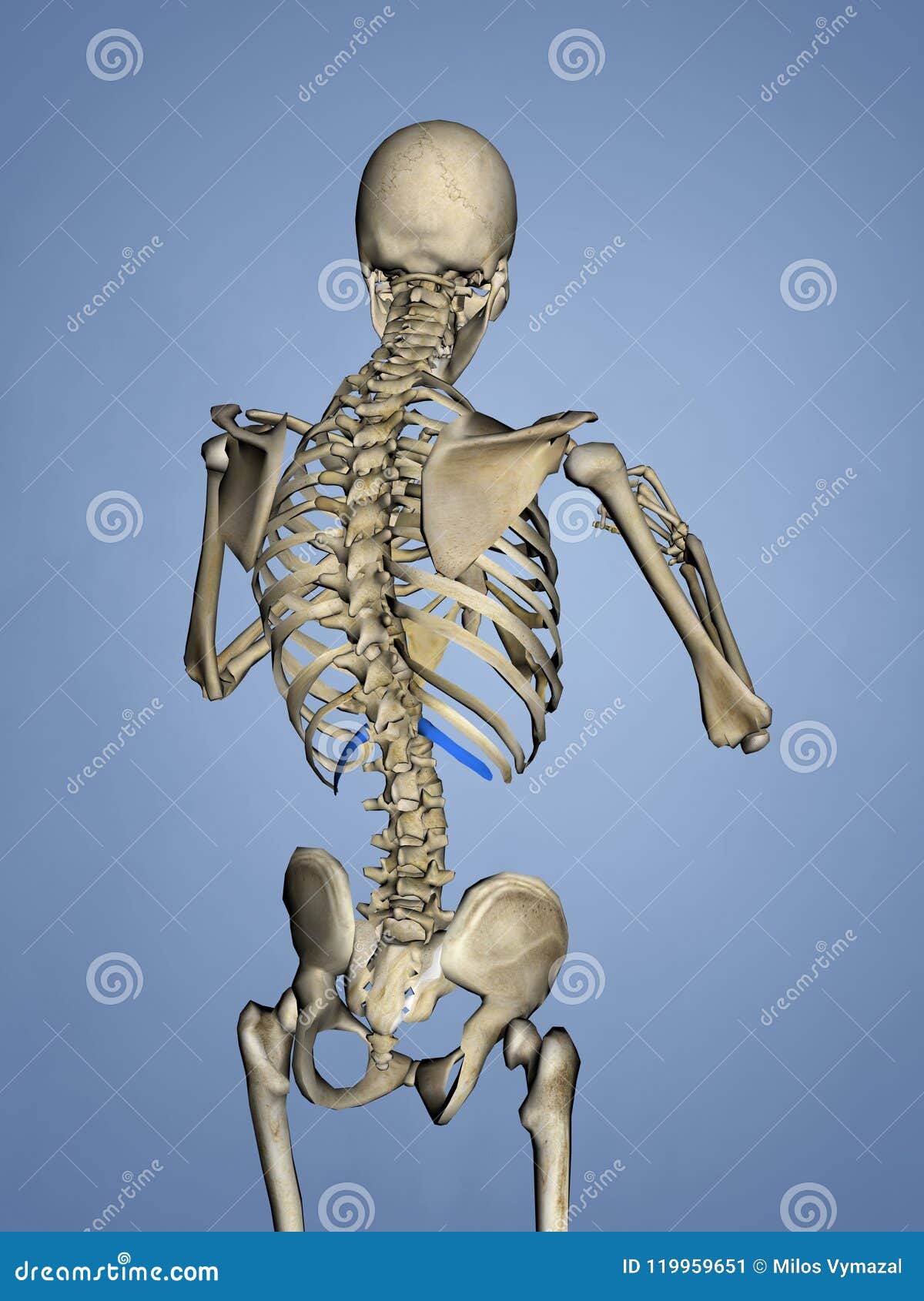 Twelfth Rib, Rib Cage, 3D Model Stock Photo | CartoonDealer.com #119959086