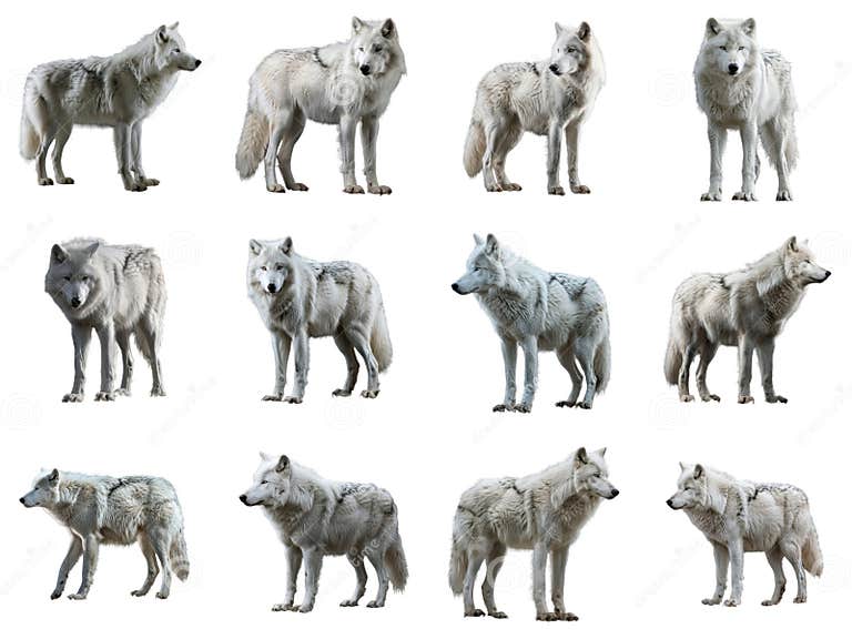 Twelve Arctic Wolves in Various Poses Isolated on White Background ...