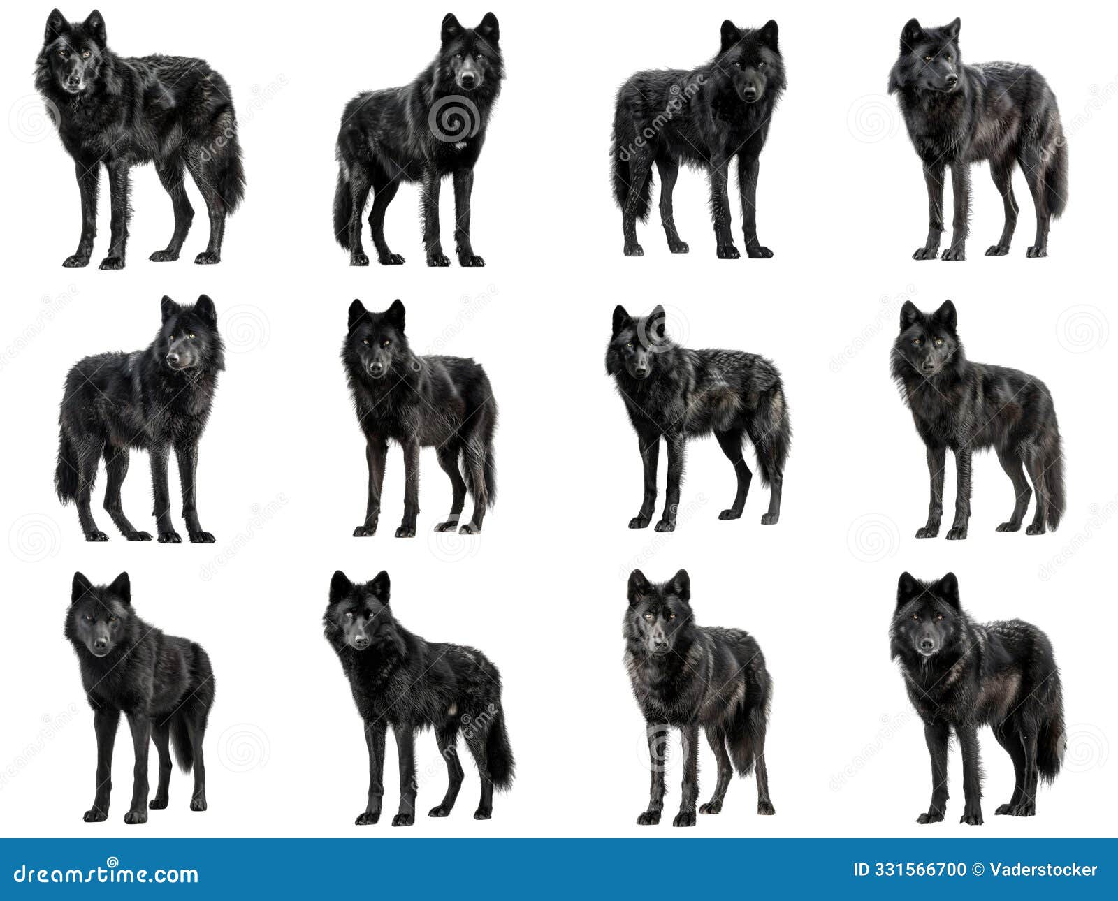 Twelve Wolves Posing In Various Stances Against Stock Photo ...