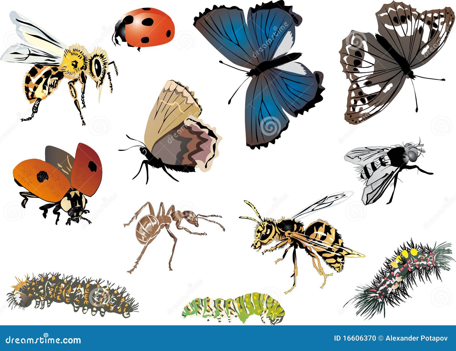 Twelve Color Insects Collection Stock Vector - Illustration of spring ...