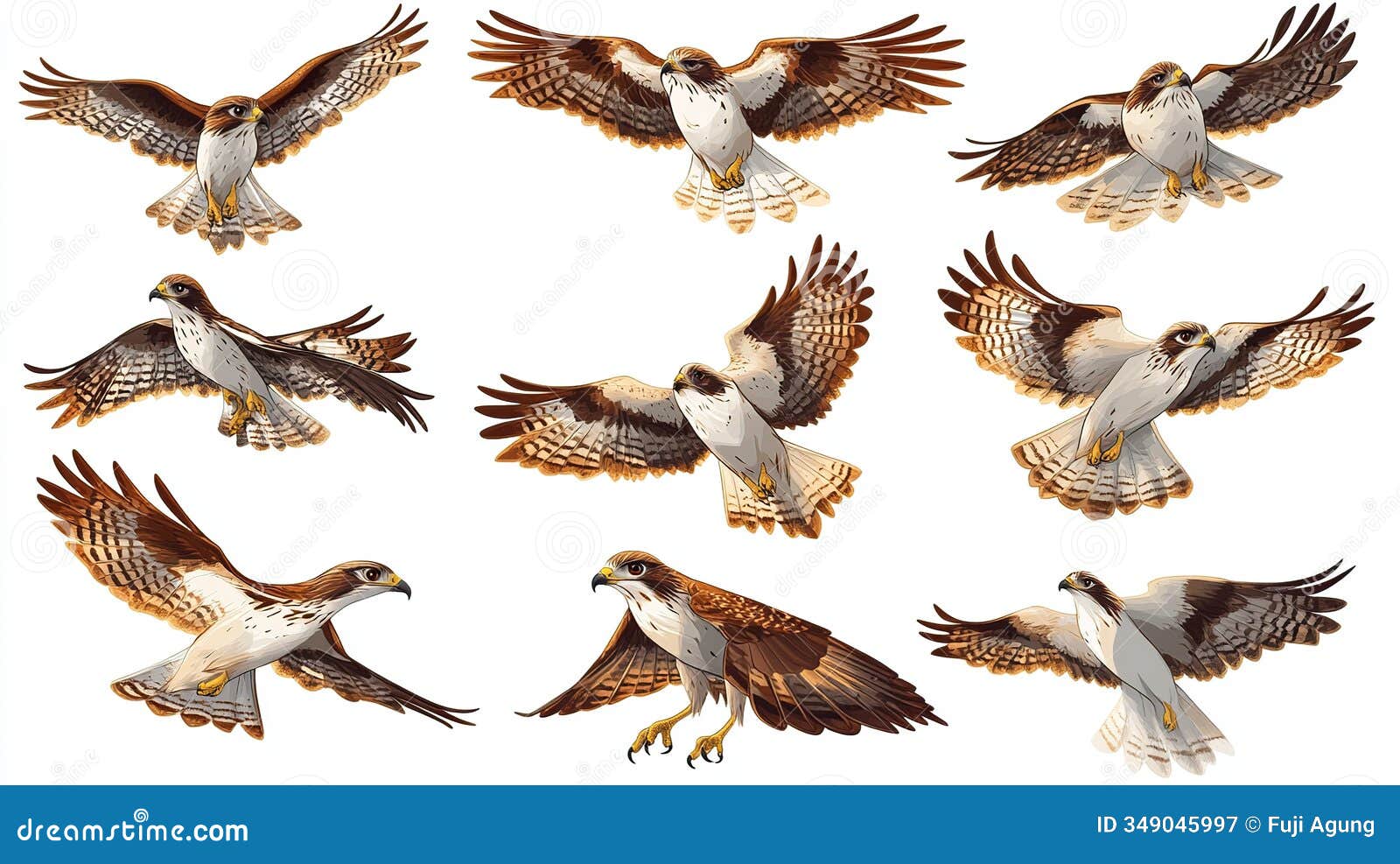 Twelve Detailed Illustrations Of Hawks In Various Flight Positions ...