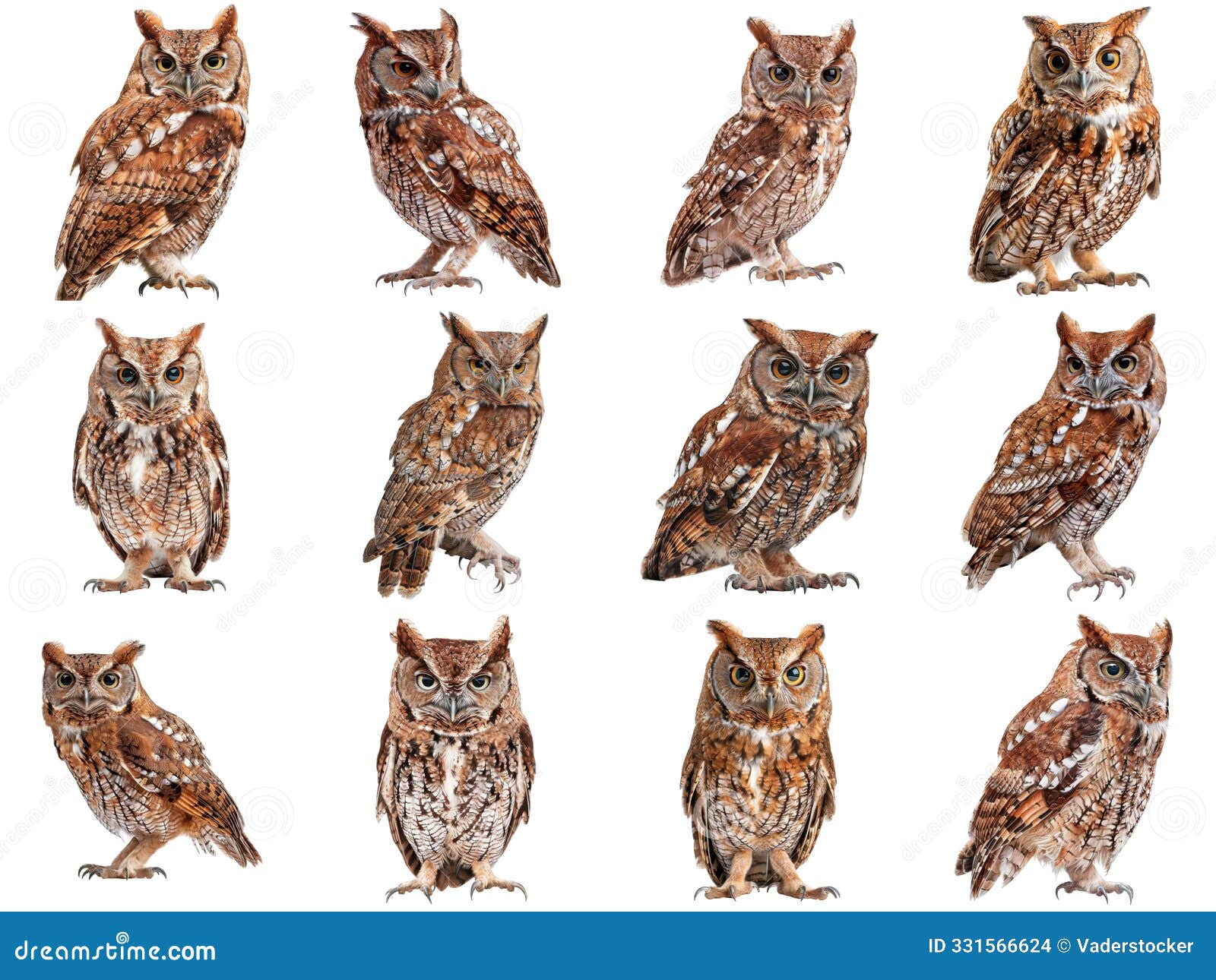 Twelve Eastern Screech Owls Facing Different Directions Stock Photo ...