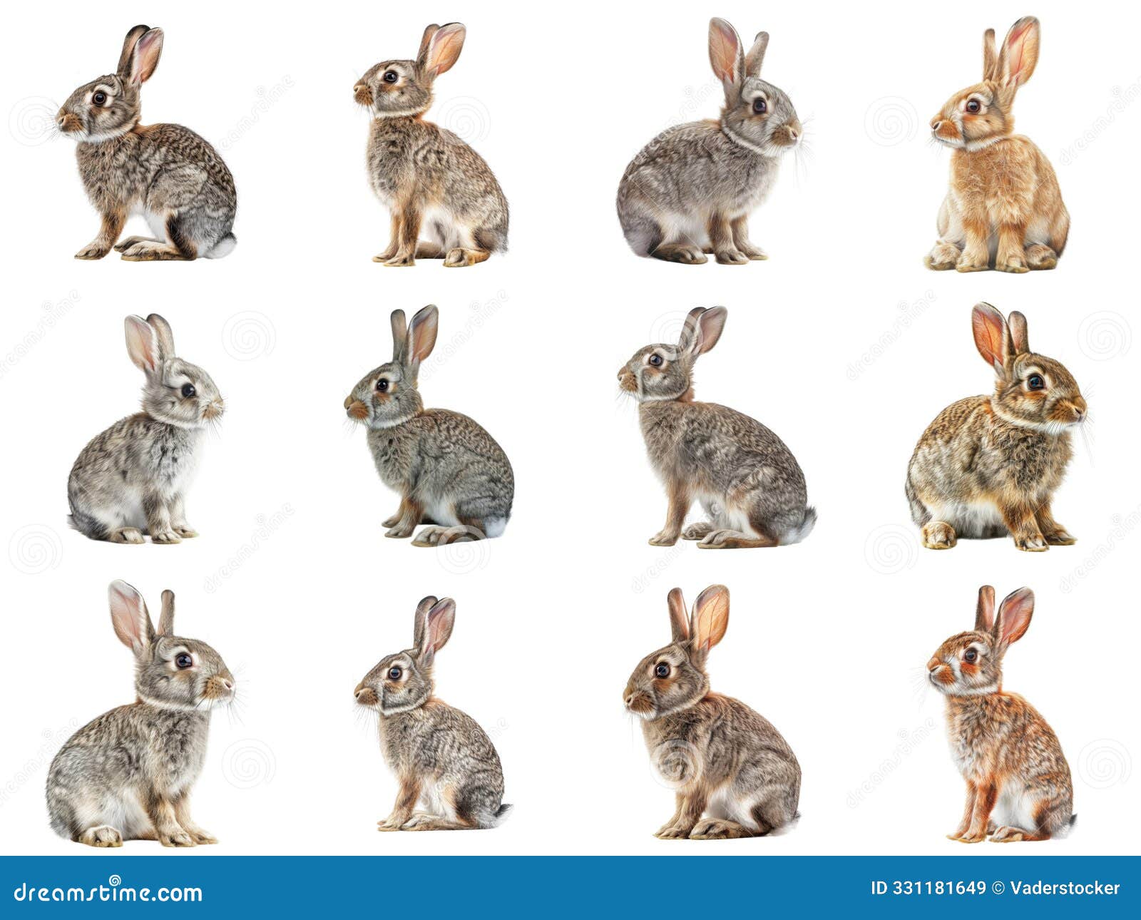 Twelve Rabbits Sitting in a Row Stock Illustration - Illustration of ...